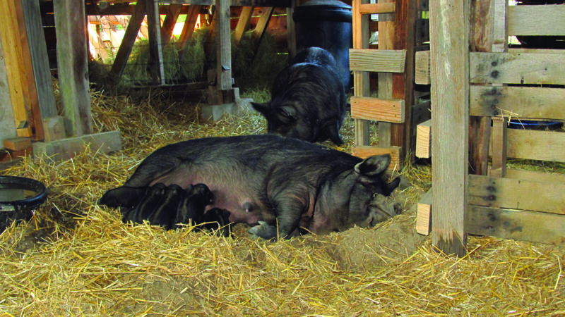 Raising Pigs on a Small Scale - Grit